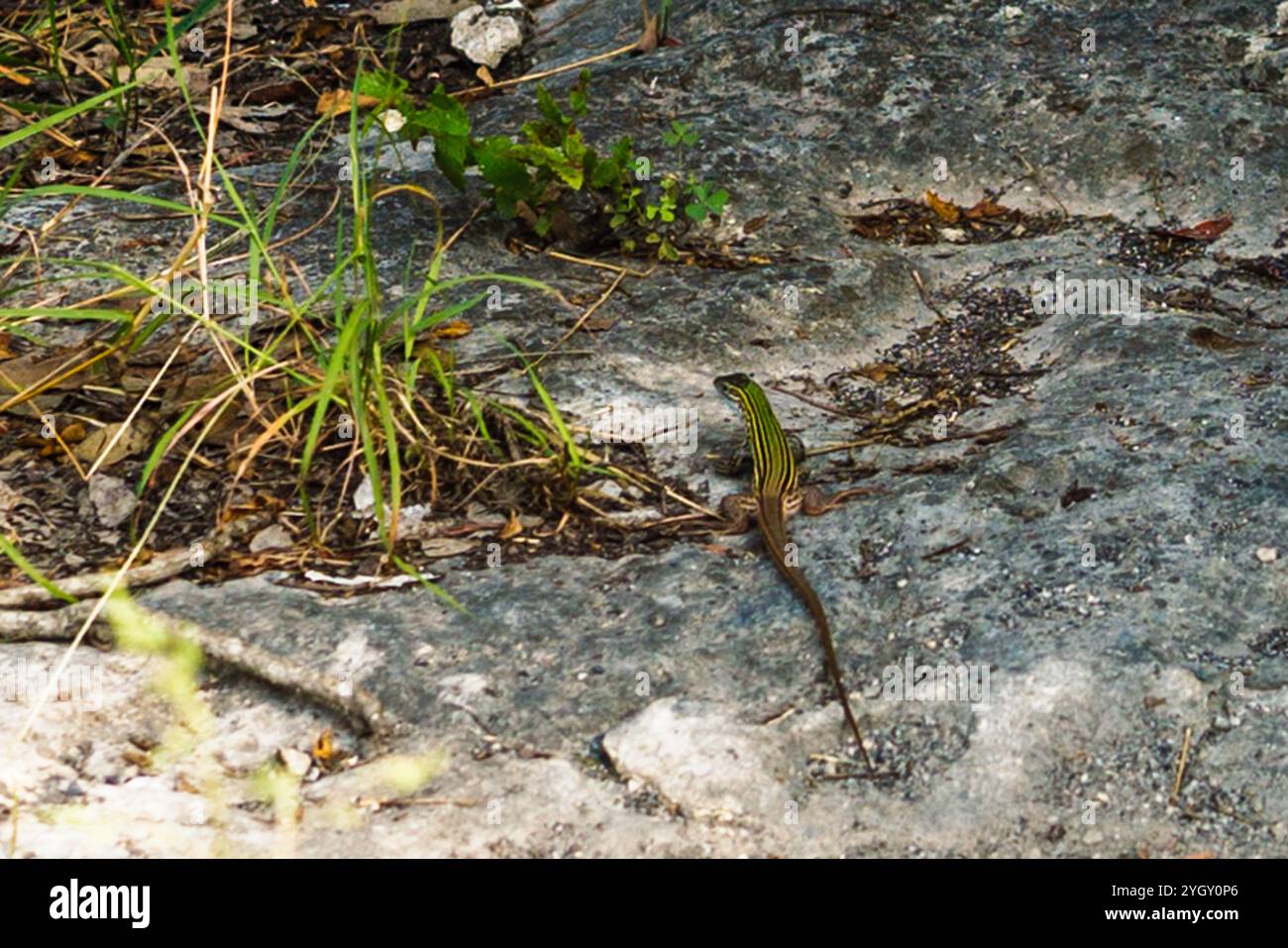 Common Spotted Whiptail (Aspidoscelis gularis Stock Photo - Alamy