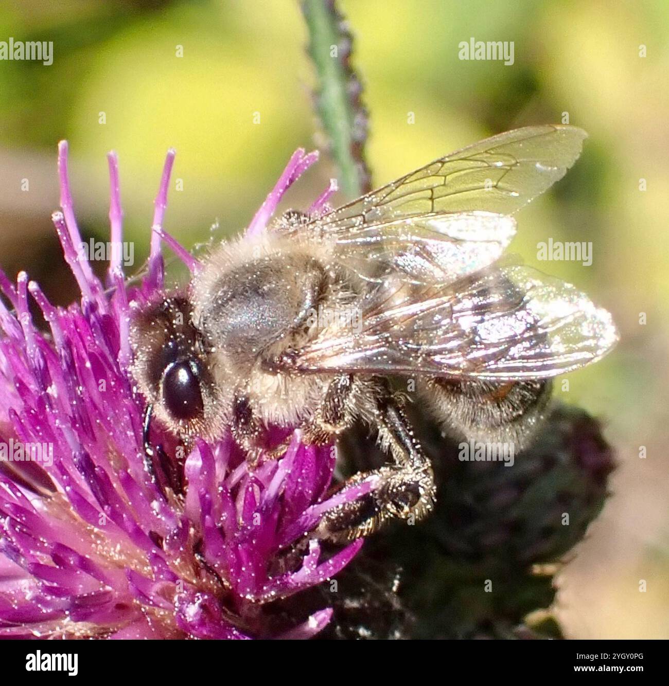 Western Honey Bee (Apis mellifera Stock Photo - Alamy