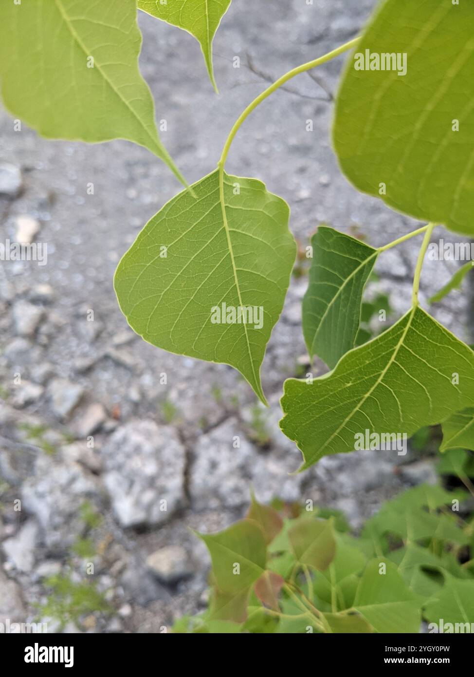 Chinese Tallow (Triadica sebifera Stock Photo - Alamy