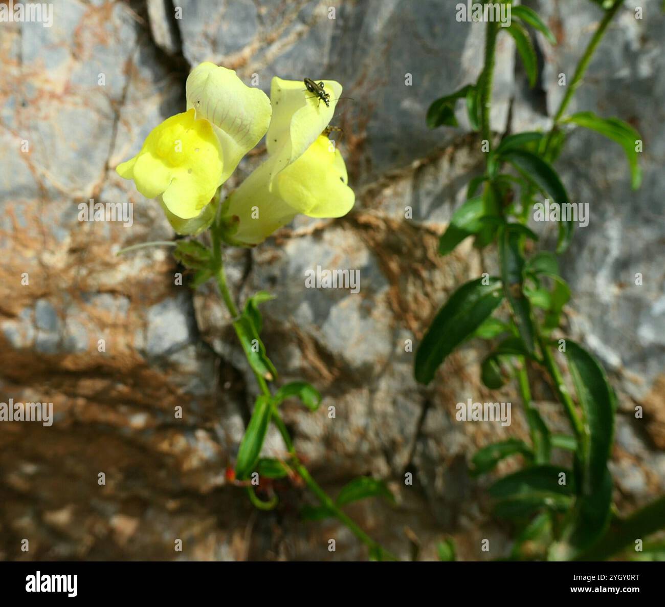 Snapdragon Complex (Antirrhinum majus Stock Photo - Alamy