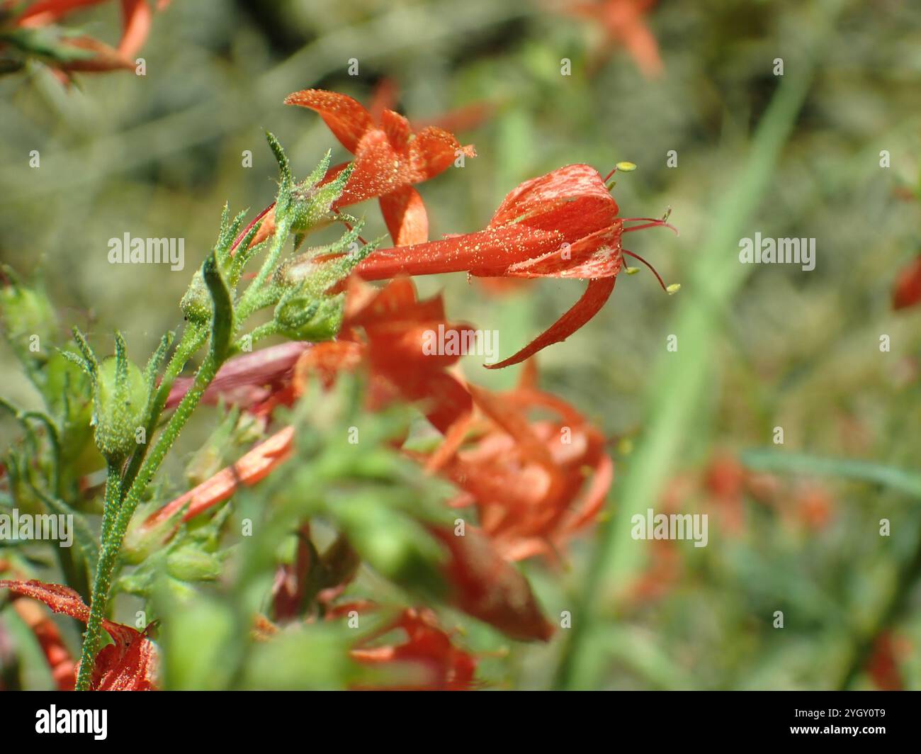 Scarlet Gilia (Ipomopsis aggregata Stock Photo - Alamy