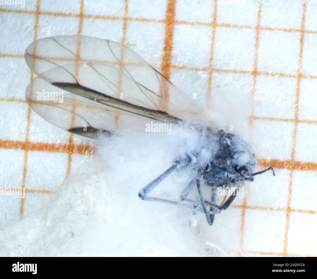 Woolly Aphids (Prociphilus Stock Photo - Alamy