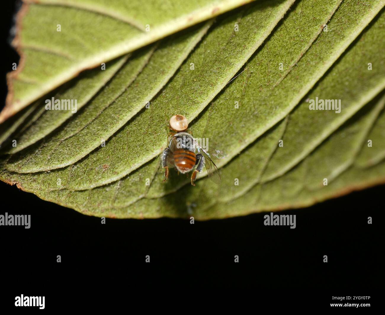 Beetle crab spiders (Mystaria Stock Photo - Alamy
