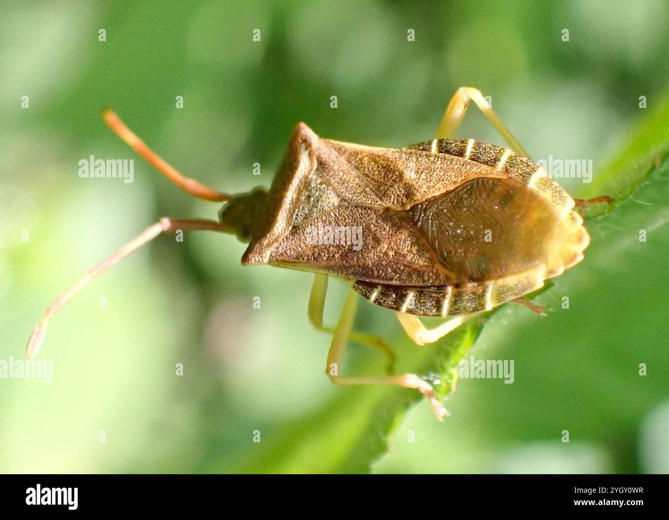 Box Bug (Gonocerus acuteangulatus Stock Photo - Alamy