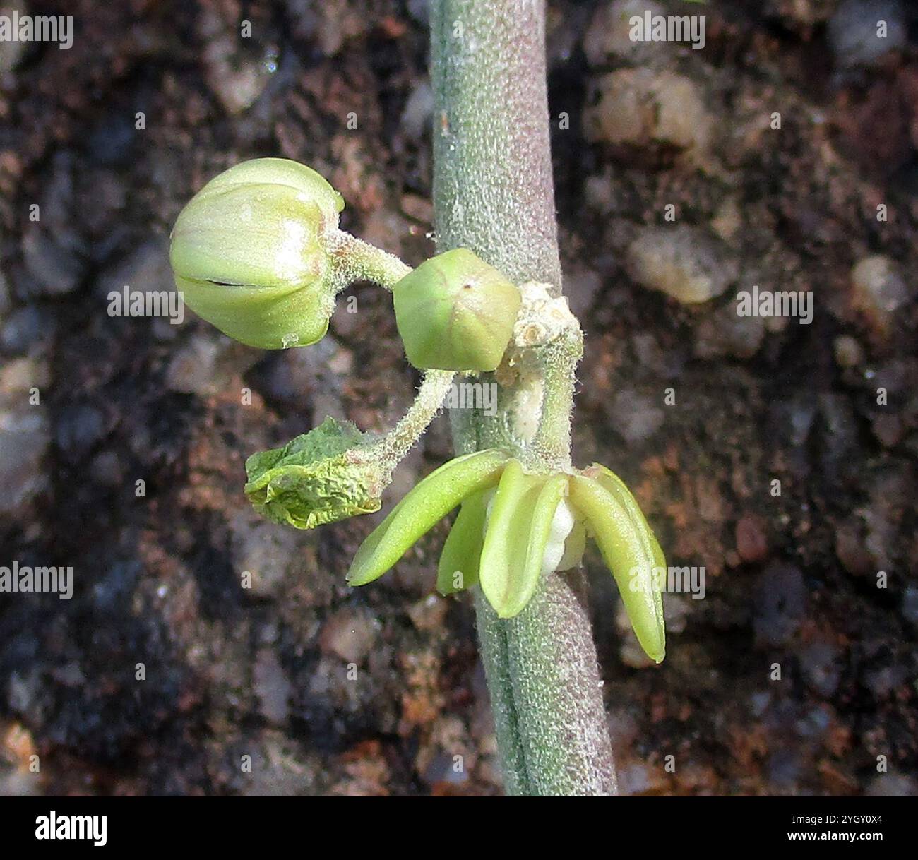 Caustic vine hi-res stock photography and images - Alamy