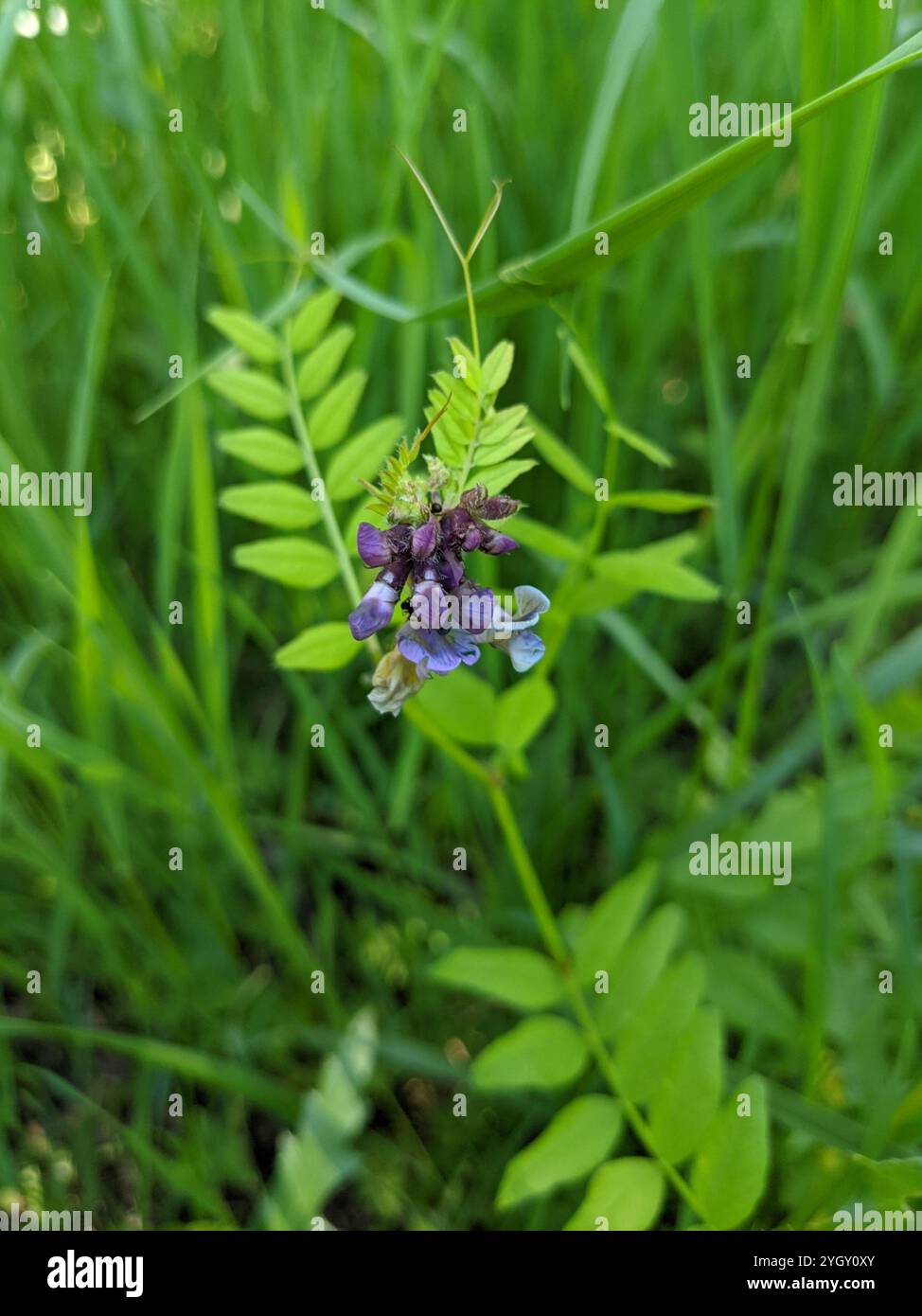 Bush Vetch (Vicia sepium Stock Photo - Alamy