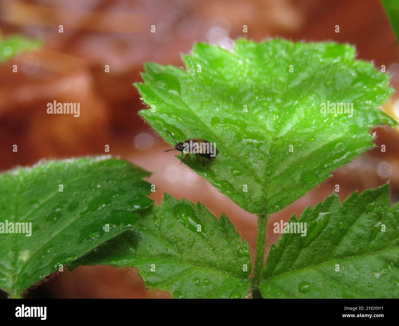 Water, Rove, Scarab, Long-horned, Leaf, and Snout Beetles (Polyphaga ...