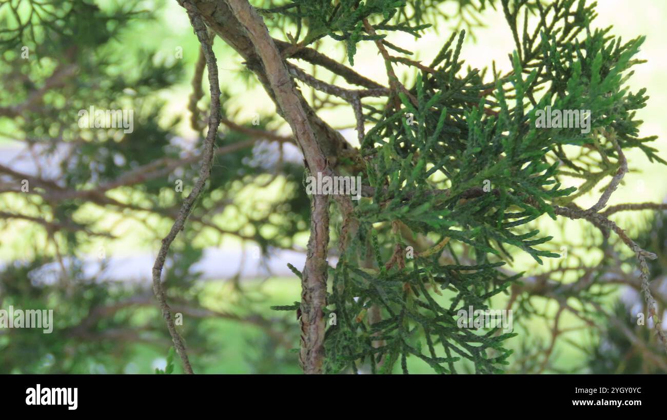 eastern redcedar (Juniperus virginiana Stock Photo - Alamy