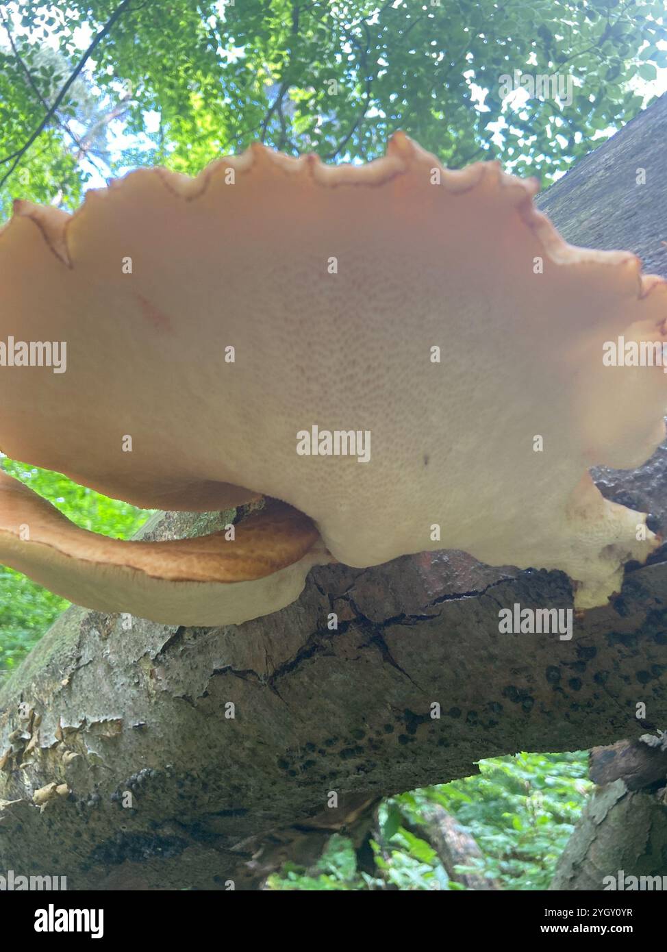 hexagonal-pored polypore (Neofavolus alveolaris Stock Photo - Alamy