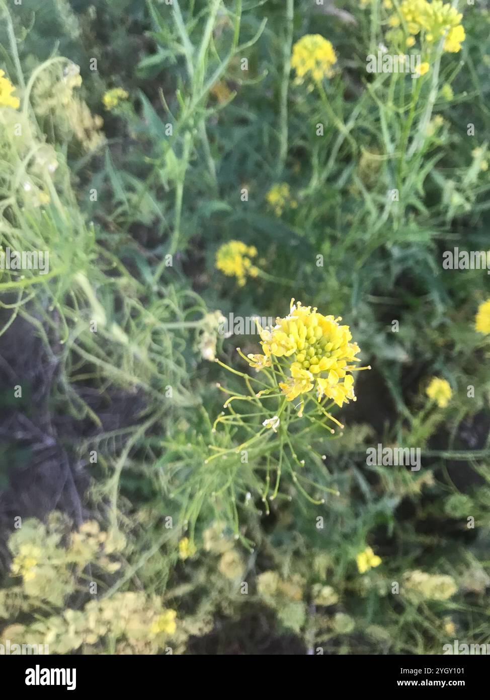 Tall Tumblemustard (Sisymbrium altissimum Stock Photo - Alamy