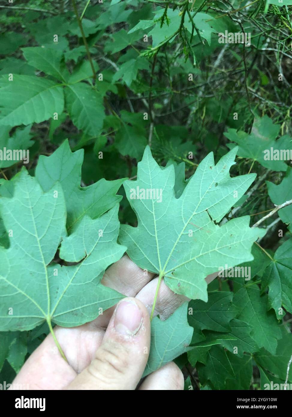 chalk maple (Acer leucoderme Stock Photo - Alamy