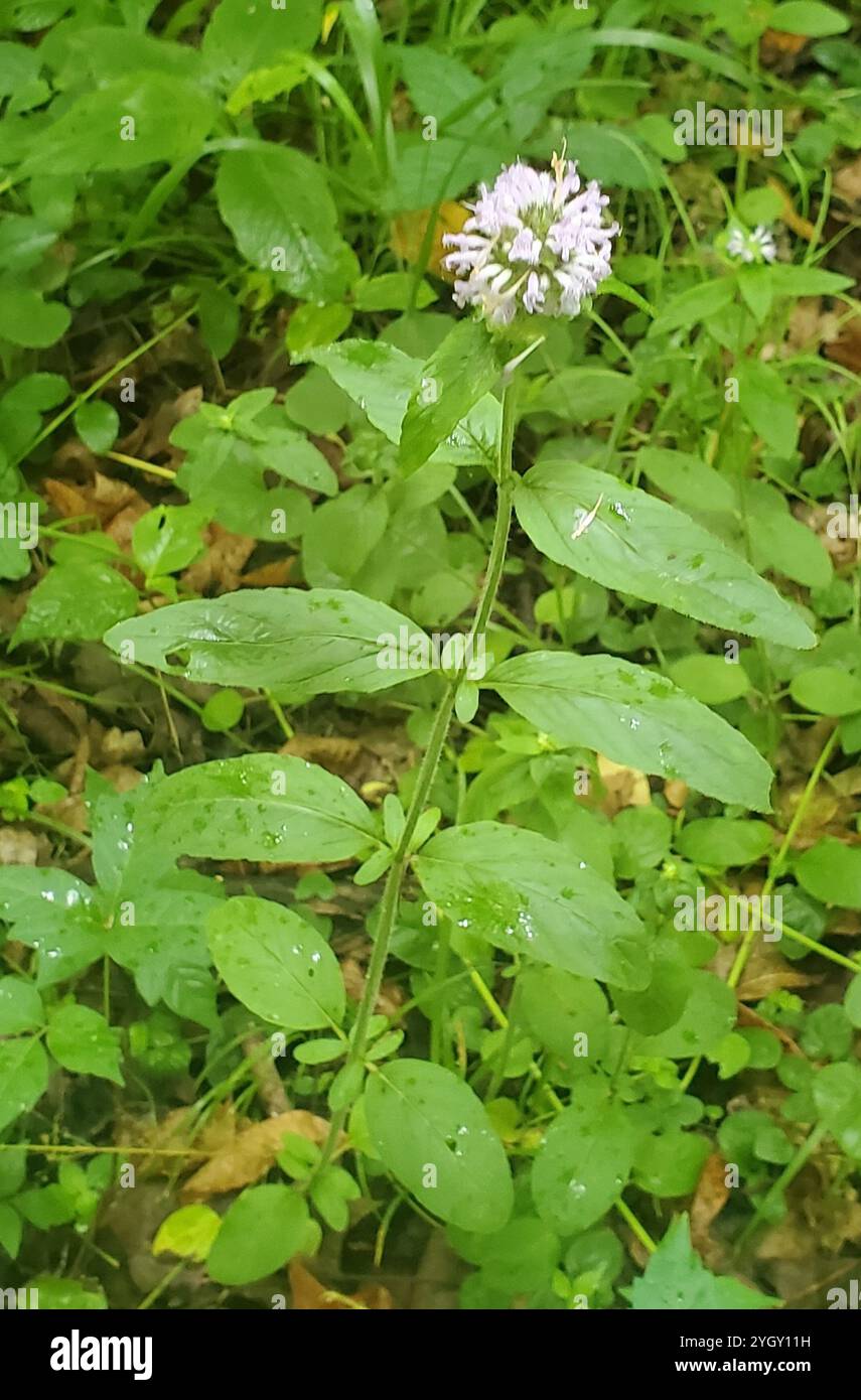 downy pagoda plant (Blephilia ciliata Stock Photo - Alamy