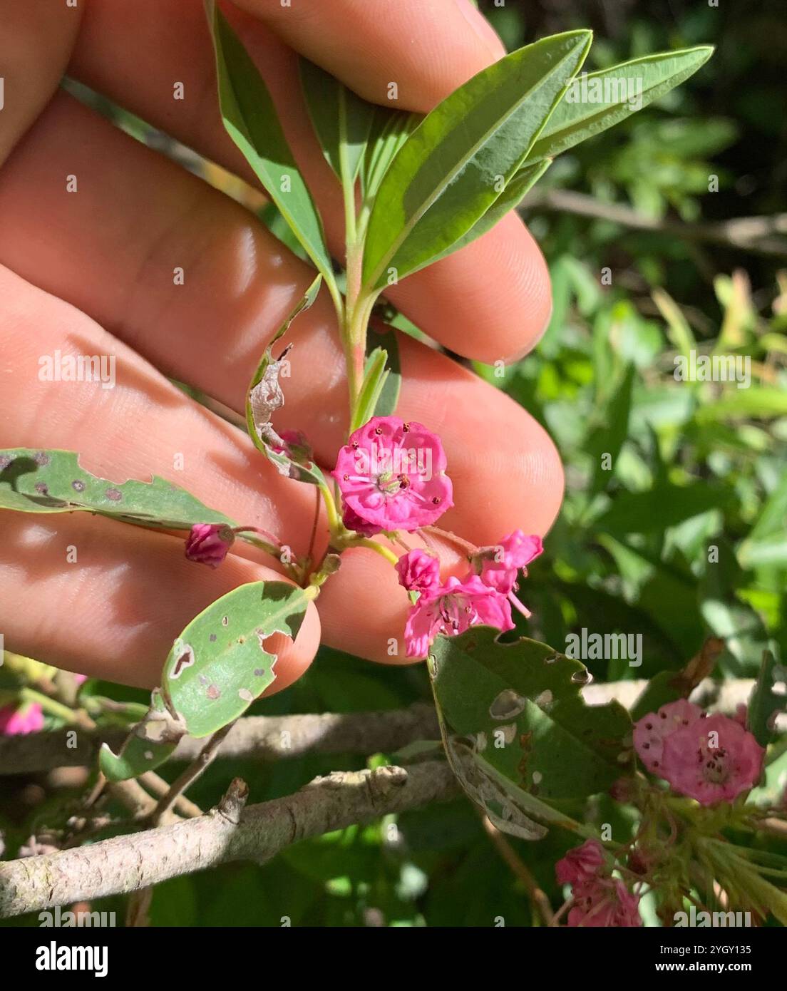 sheep laurel (Kalmia angustifolia Stock Photo - Alamy