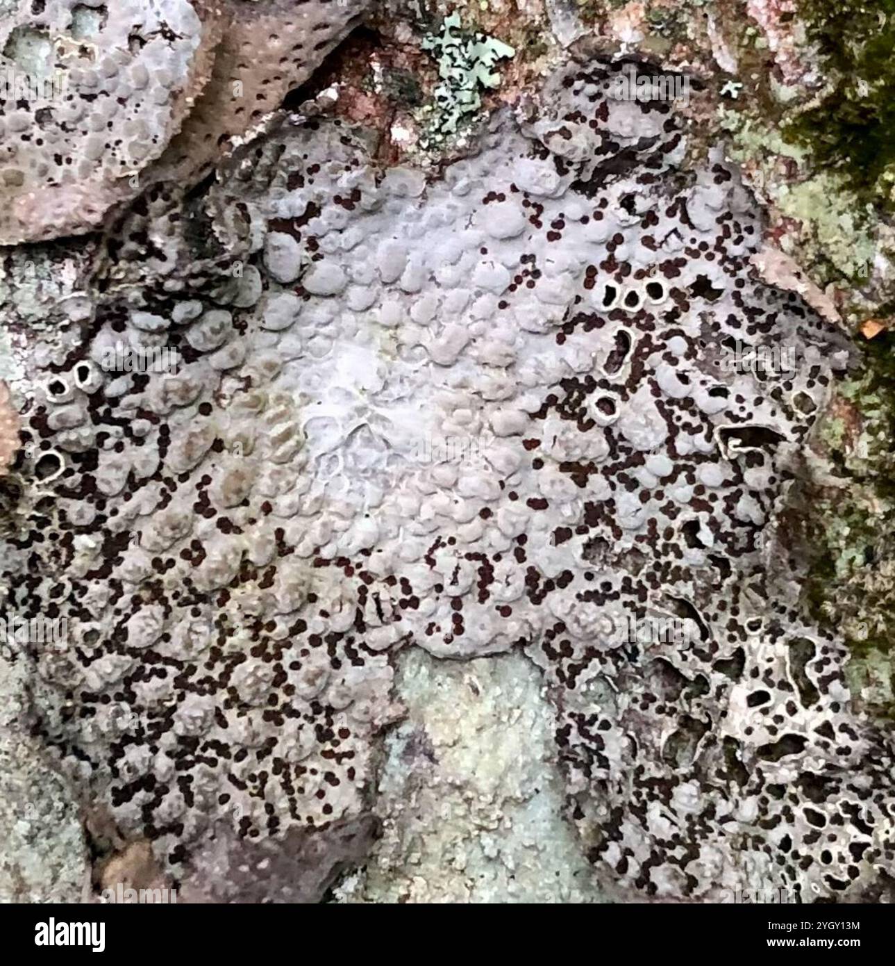 Common Toadskin Lichen (Lasallia papulosa Stock Photo - Alamy