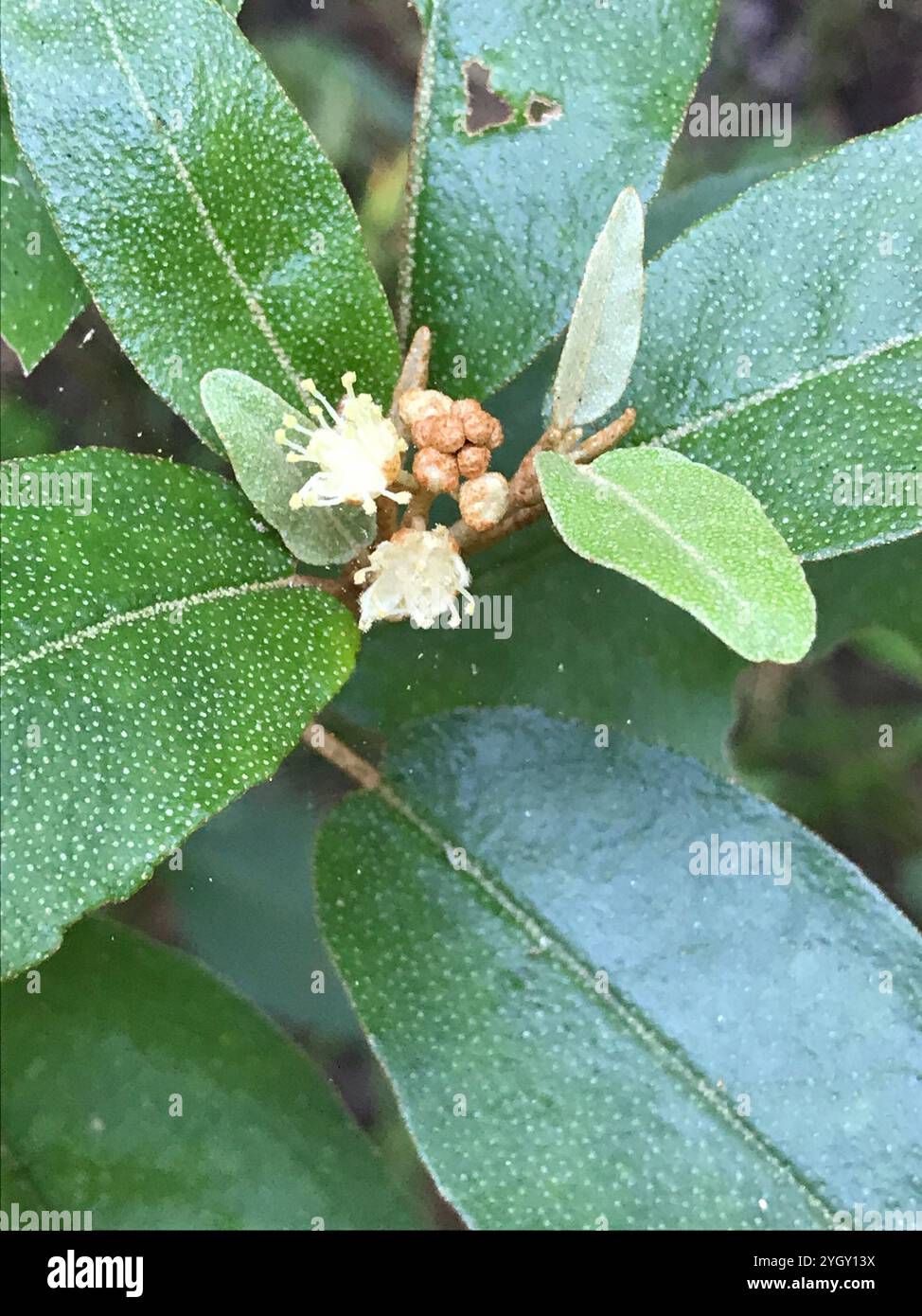 Croton alabamensis hi-res stock photography and images - Alamy