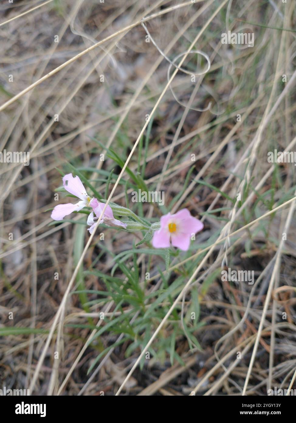 Longleaf Phlox (Phlox longifolia Stock Photo - Alamy