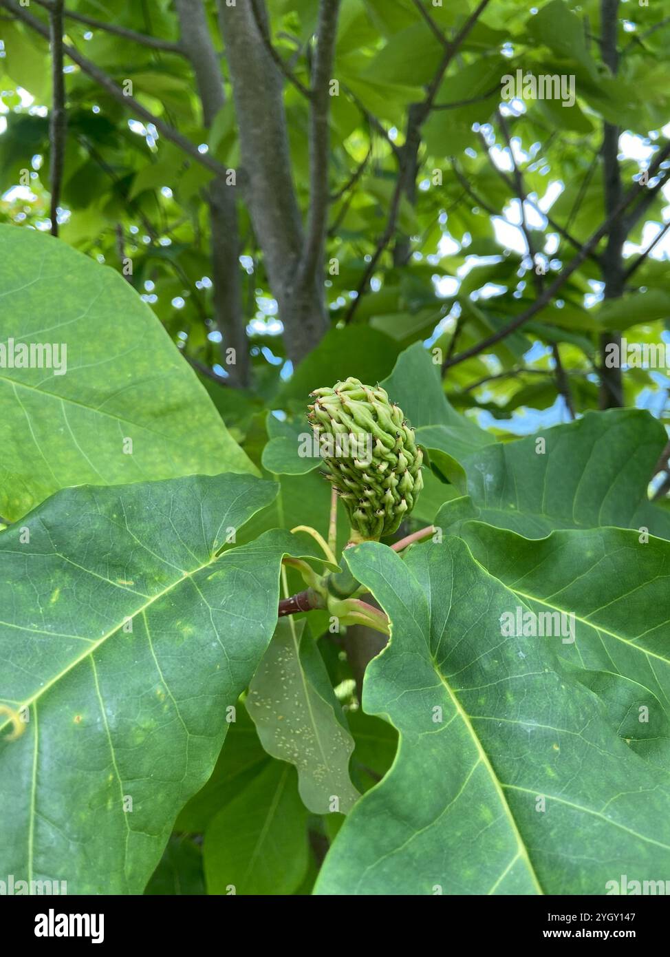Magnolia fraseri hi-res stock photography and images - Alamy