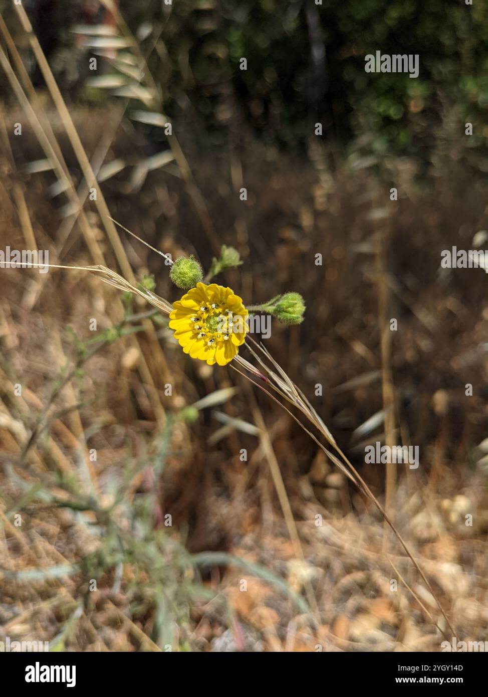 Yellow Hayfield Tarplant (Hemizonia congesta lutescens Stock Photo - Alamy