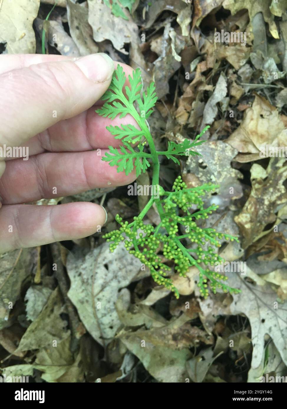 matricary grapefern (Botrychium matricariifolium Stock Photo - Alamy