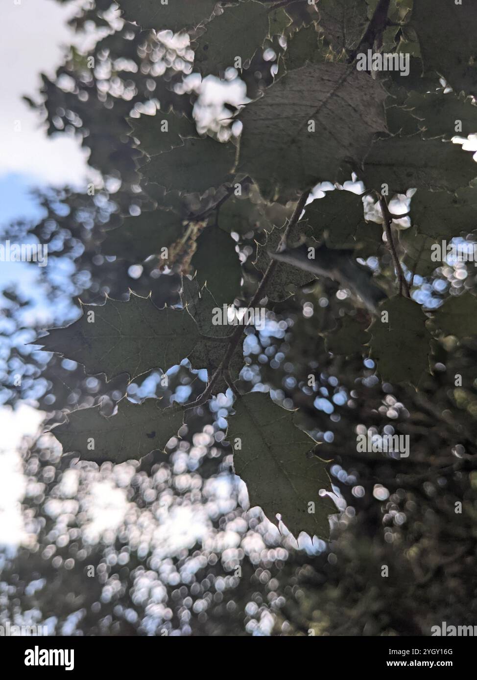 evergreen oak (Quercus ilex Stock Photo - Alamy