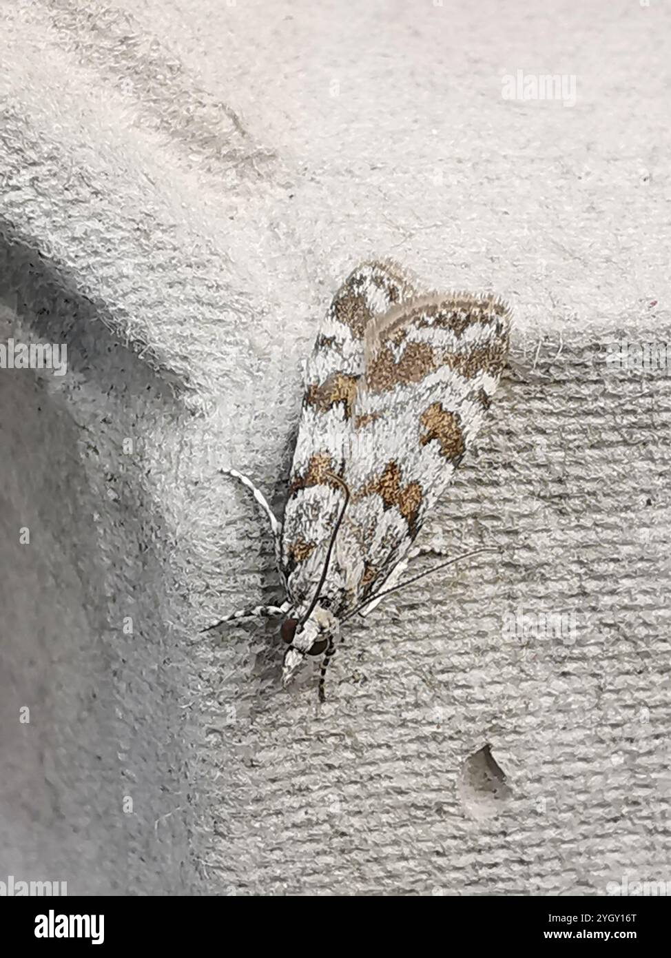 Meadow Grey (Scoparia pyralella Stock Photo - Alamy