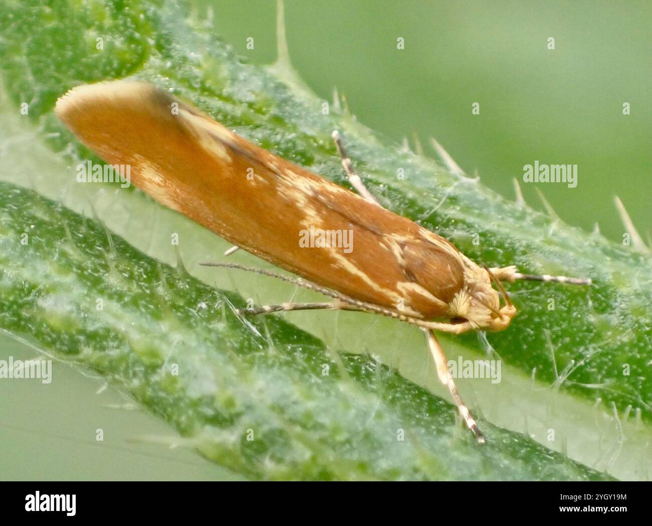 Italian Tubic (Metalampra italica Stock Photo - Alamy