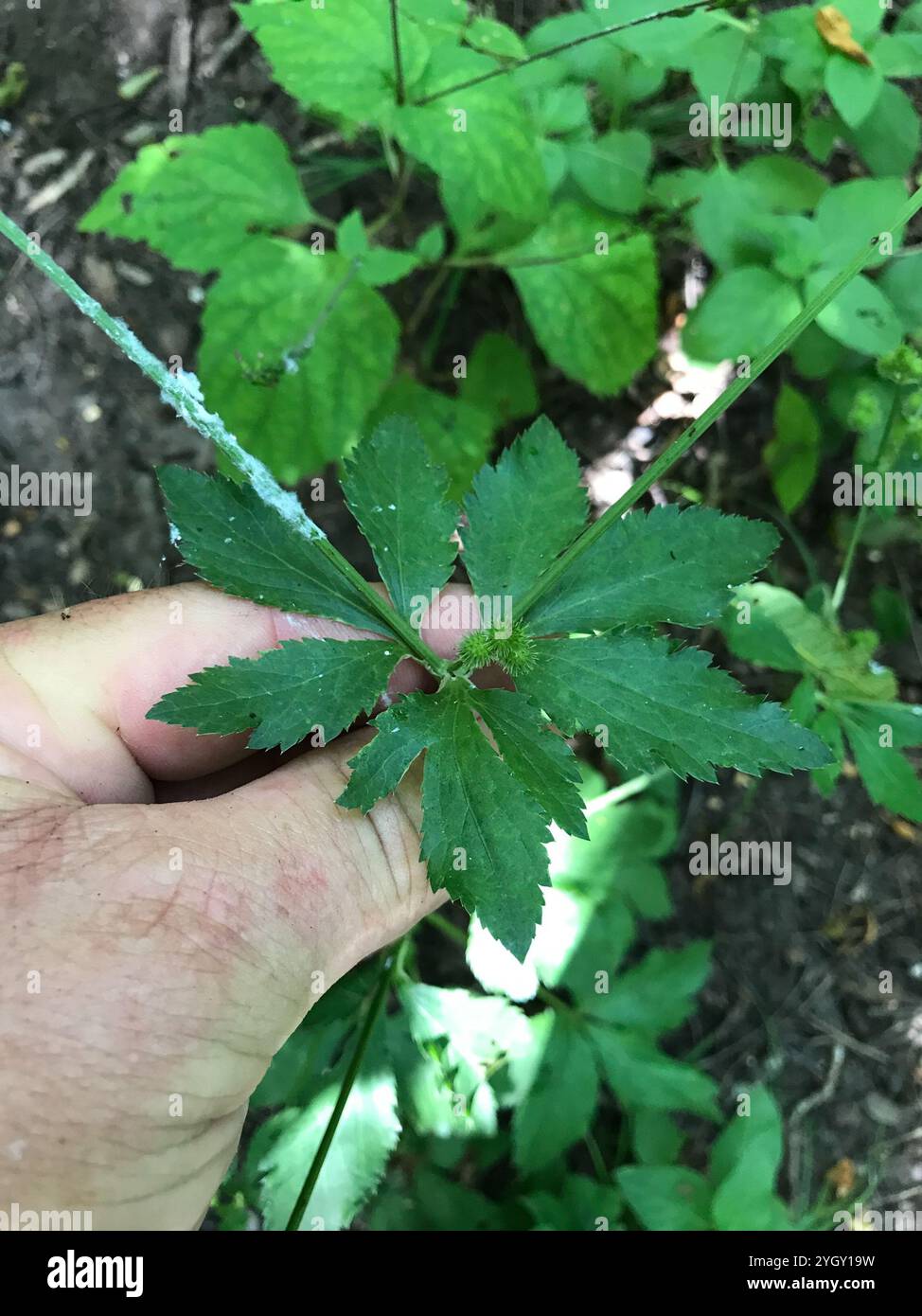 Black Snakeroot (Sanicula canadensis Stock Photo - Alamy