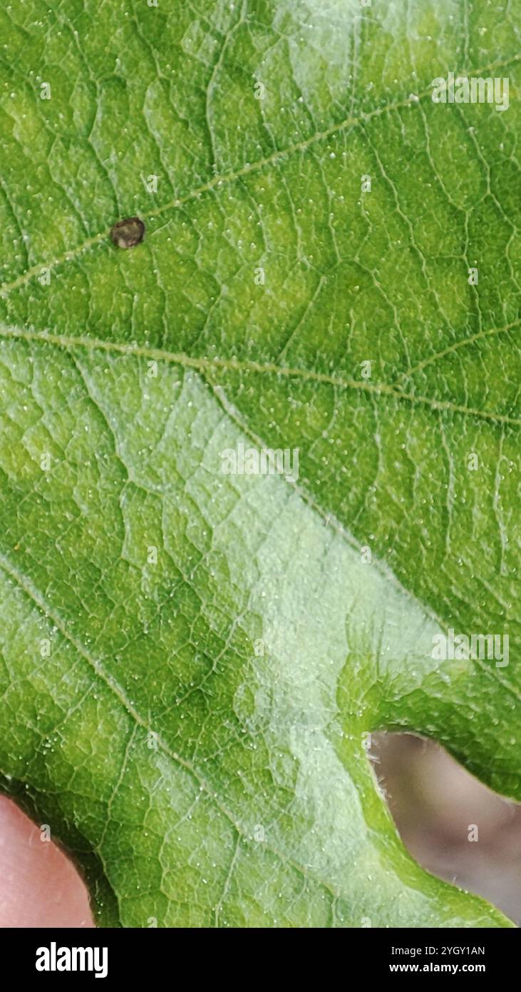 downy oak (Quercus pubescens Stock Photo - Alamy