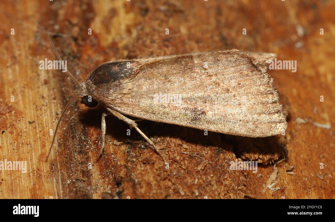 Wedgling Moth (Galgula partita Stock Photo - Alamy