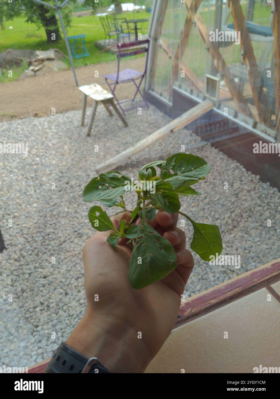 purple amaranth (Amaranthus blitum Stock Photo - Alamy