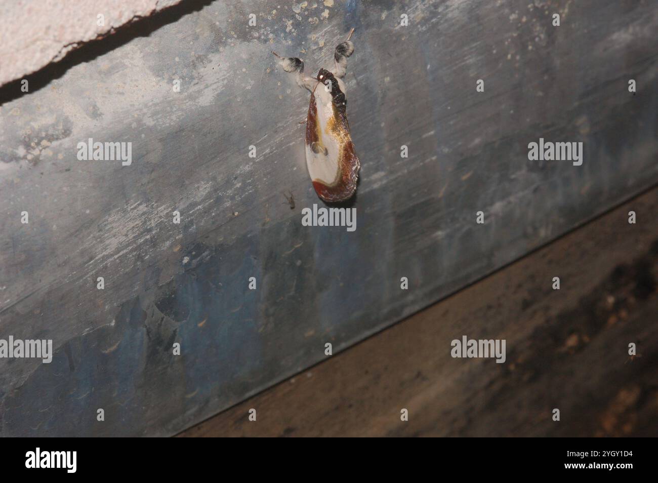 Beautiful Wood-nymph (Eudryas grata Stock Photo - Alamy