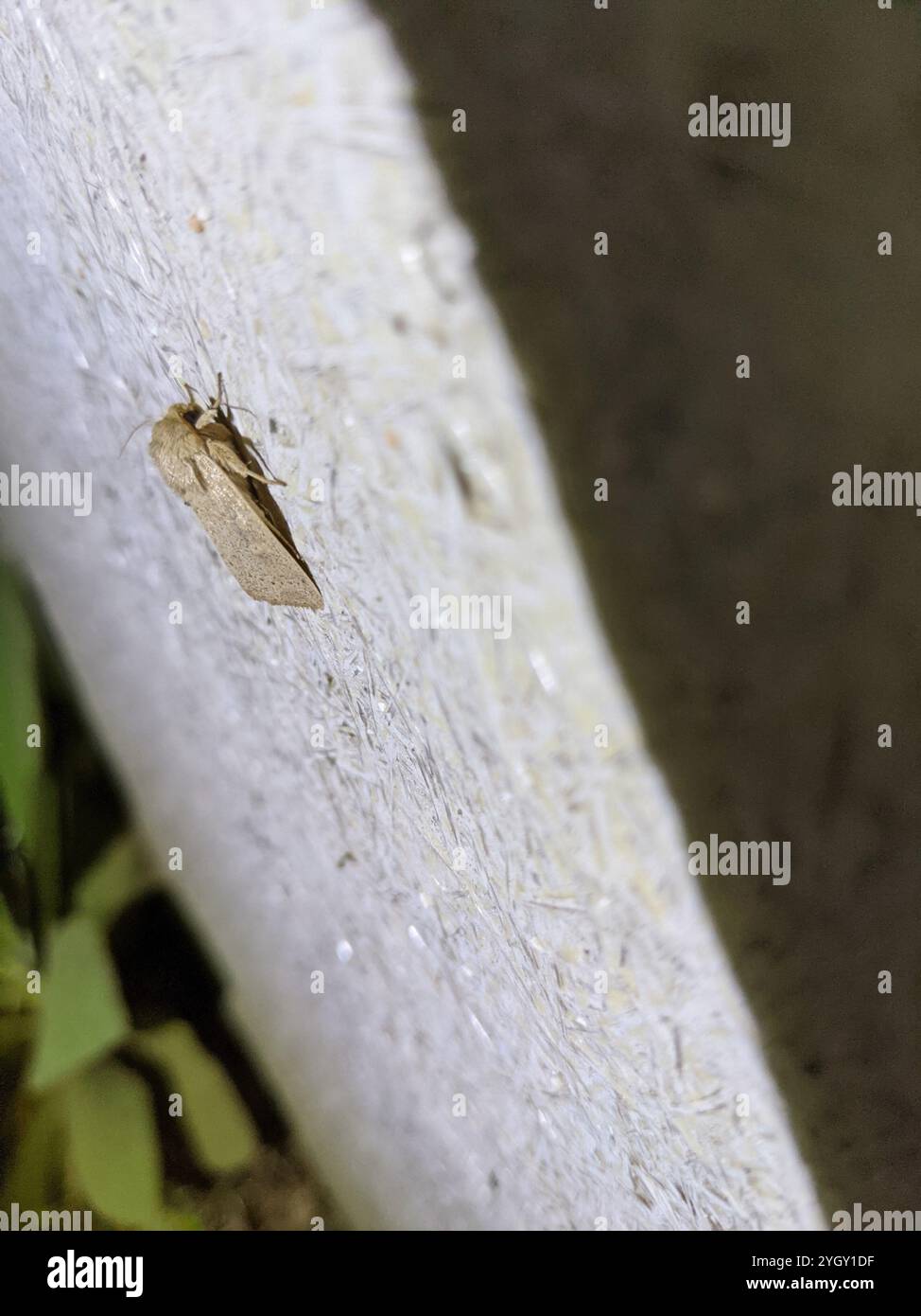 False Wainscot (Leucania pseudargyria Stock Photo - Alamy