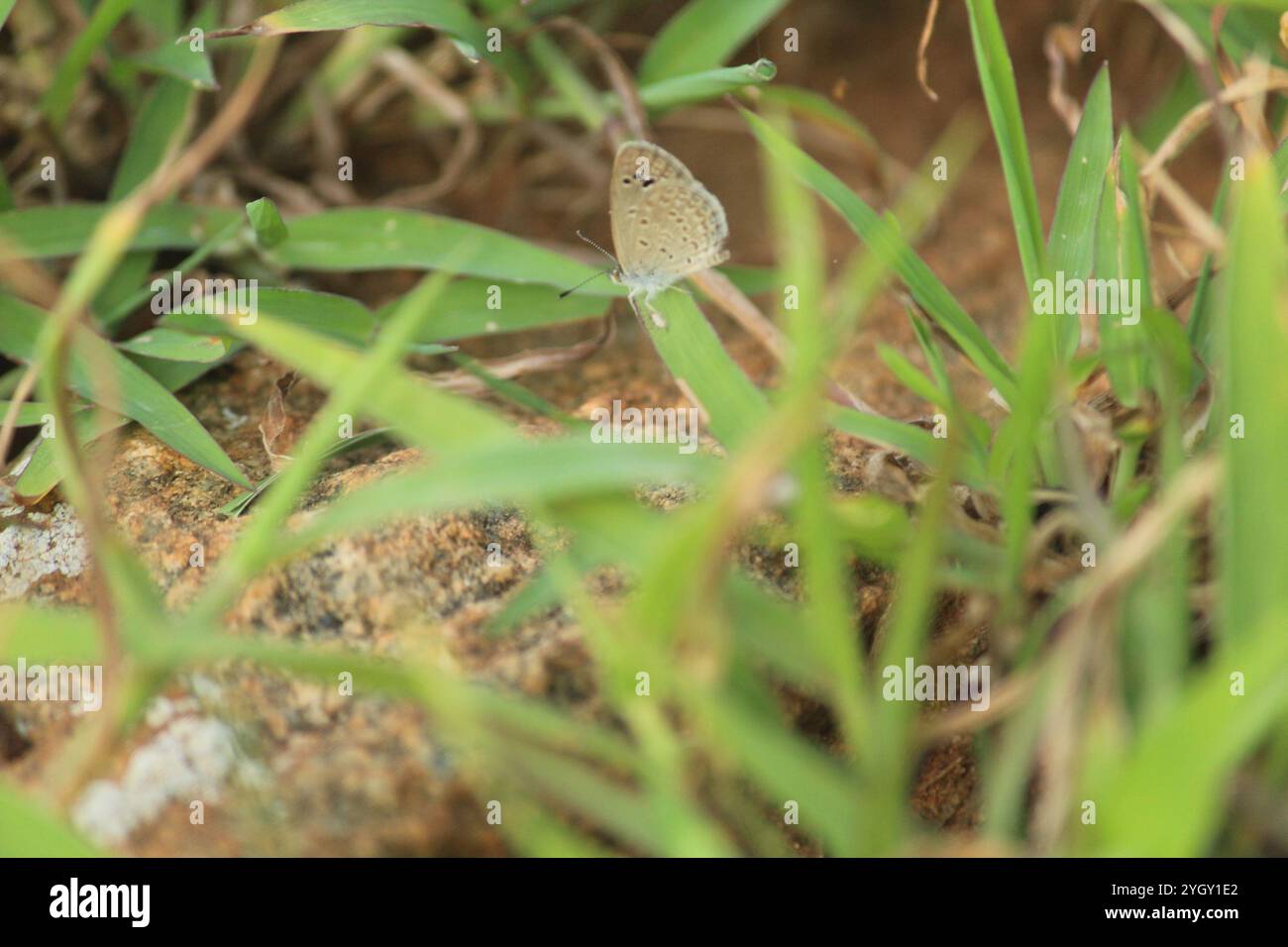 Lesser Grass Blue (Zizina otis Stock Photo - Alamy