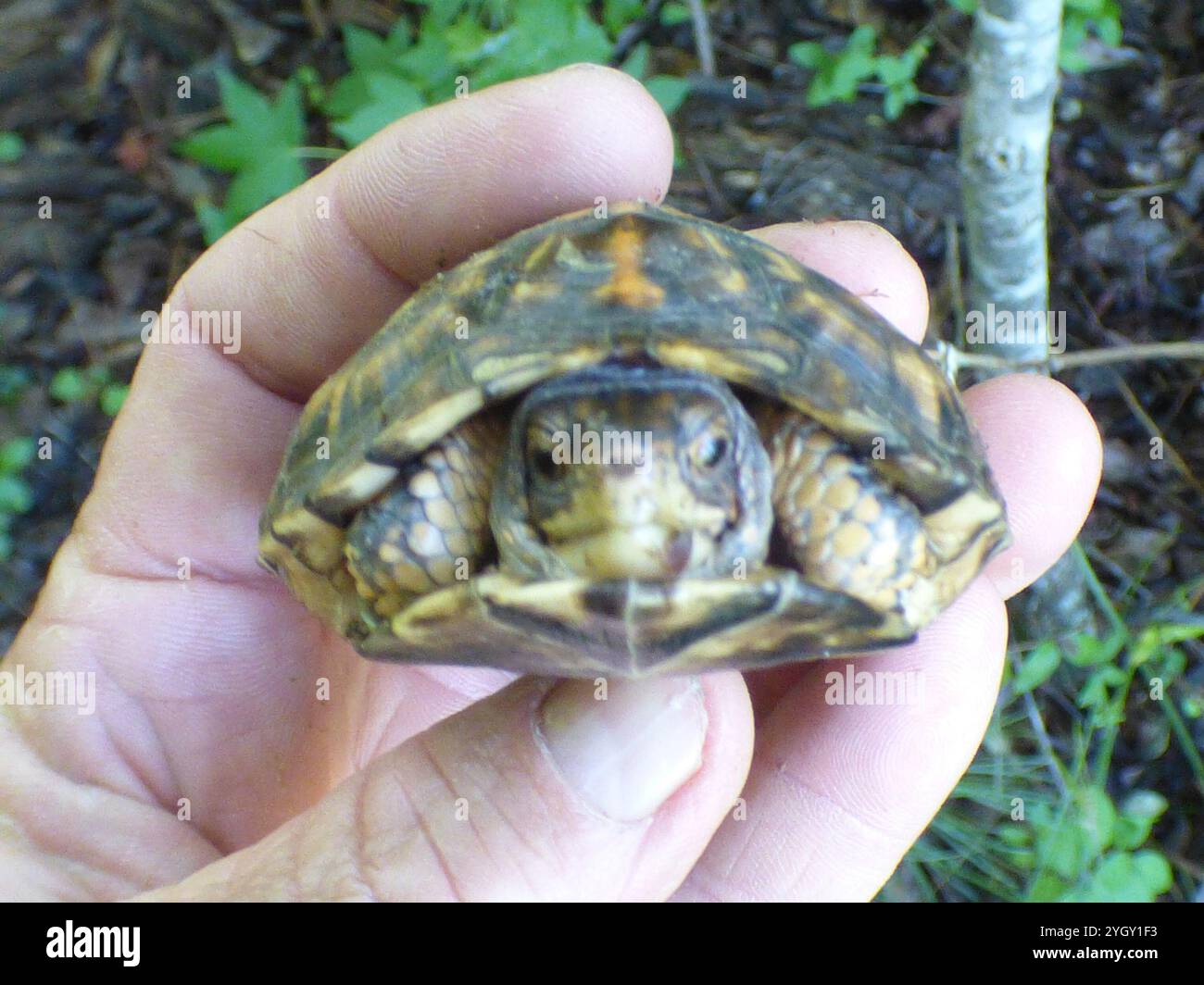 Eastern Box Turtle (Terrapene carolina carolina Stock Photo - Alamy