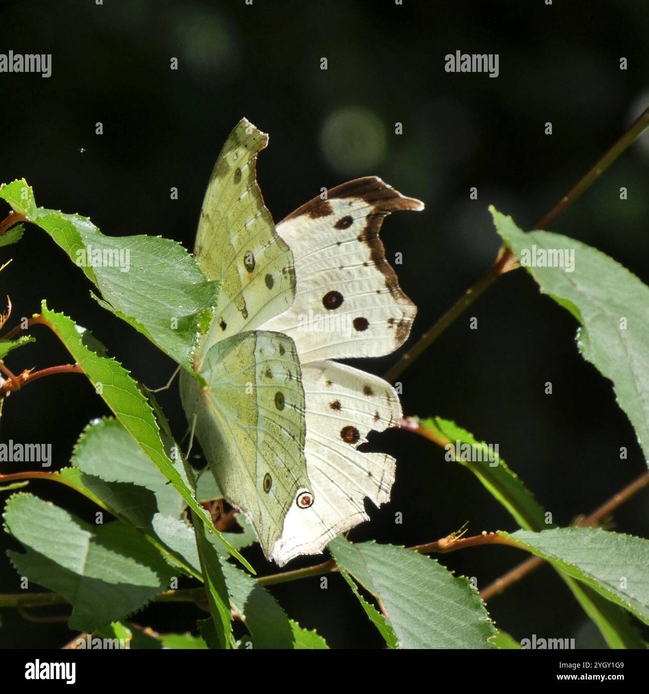 Common Mother-of-Pearl (Protogoniomorpha parhassus Stock Photo - Alamy
