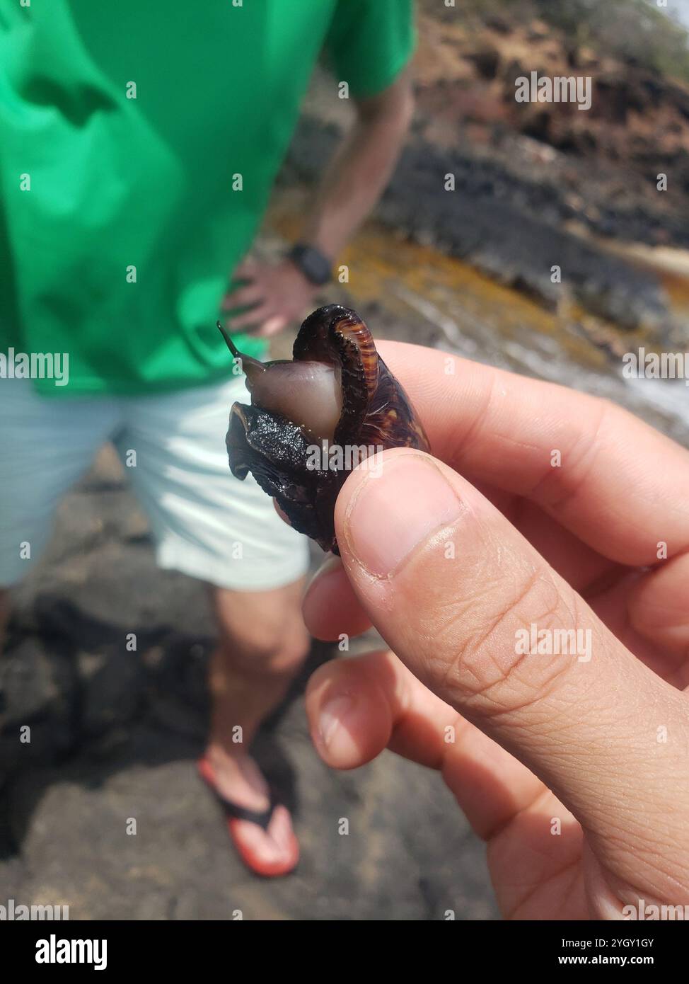 Humpback Cowry (Mauritia mauritiana Stock Photo - Alamy