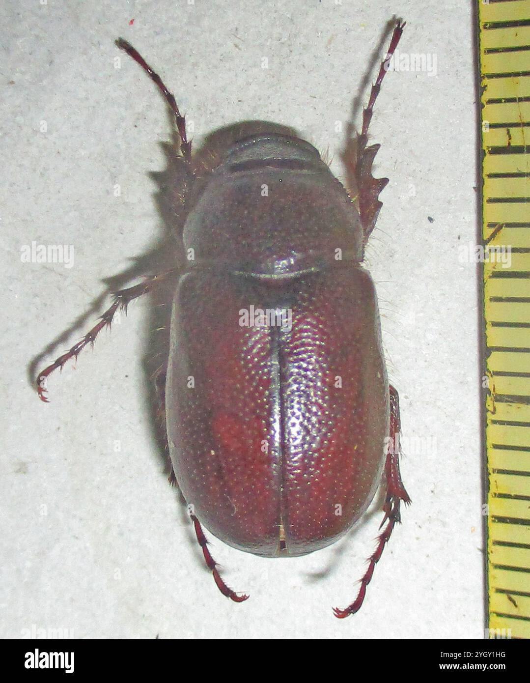 June Beetles (Melolonthinae Stock Photo - Alamy