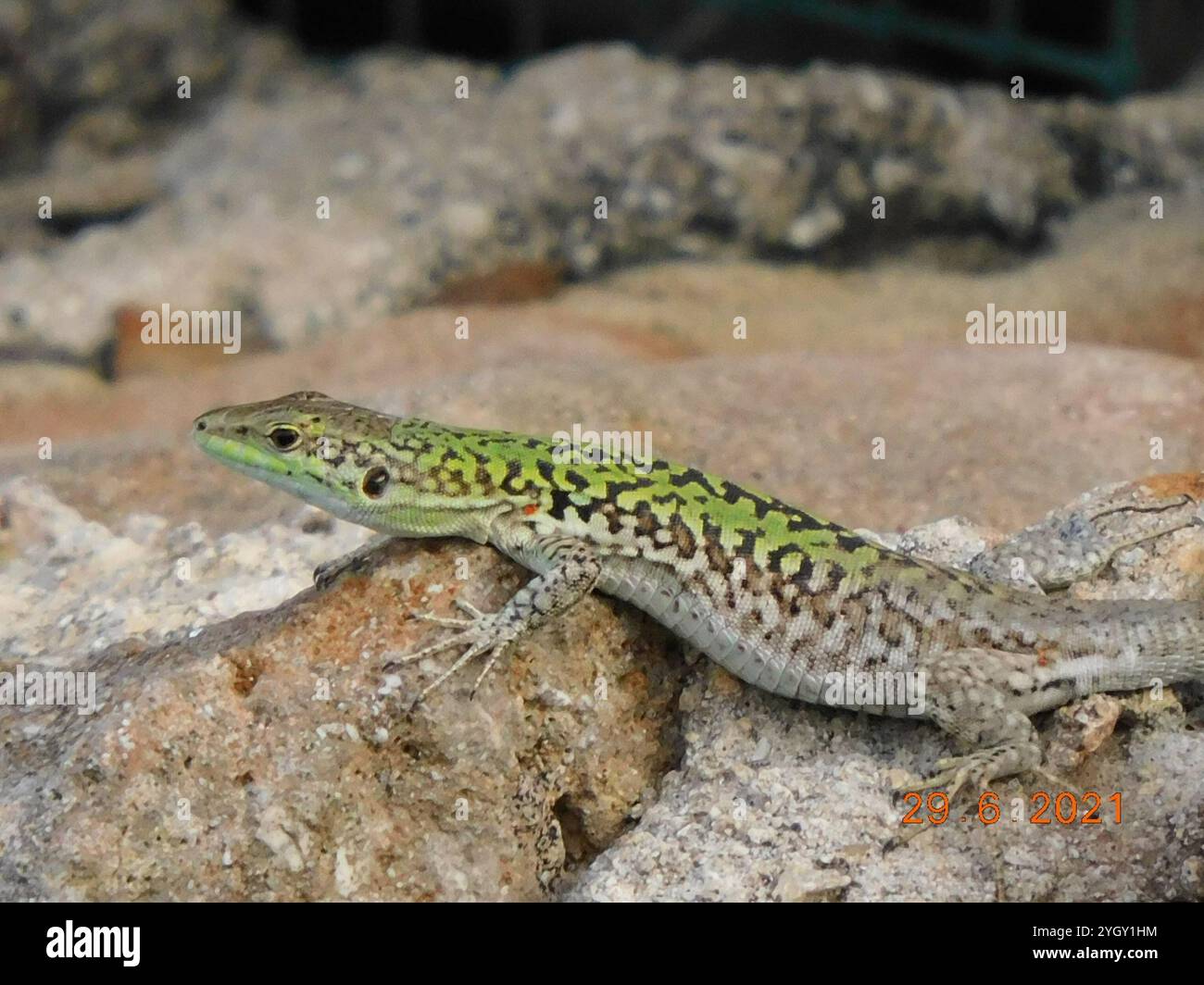 Italian Wall Lizard (Podarcis siculus Stock Photo - Alamy