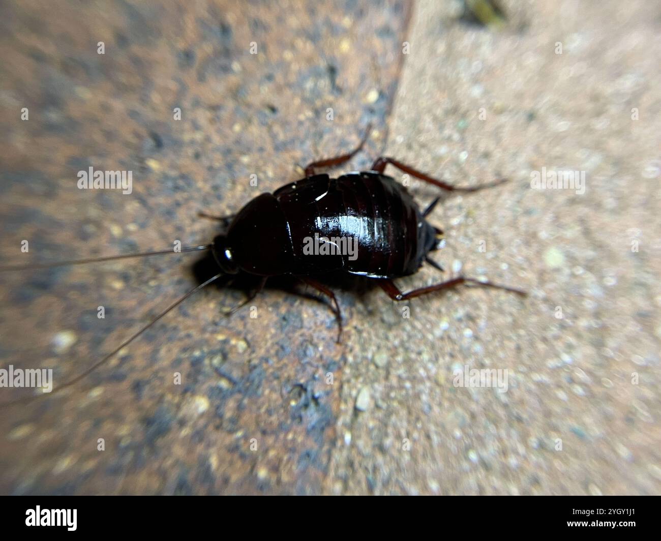 Oriental Cockroach (Blatta orientalis Stock Photo - Alamy