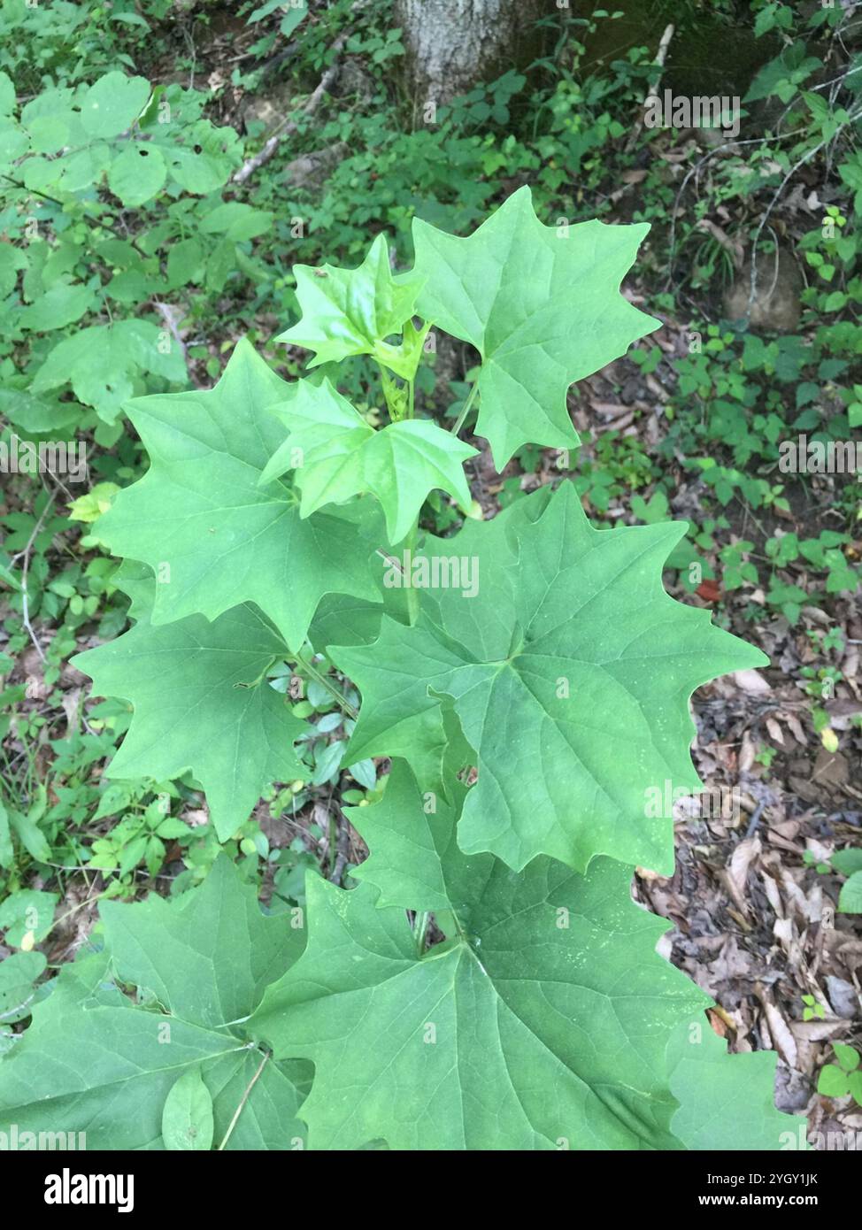Pale indian plantain hi-res stock photography and images - Alamy