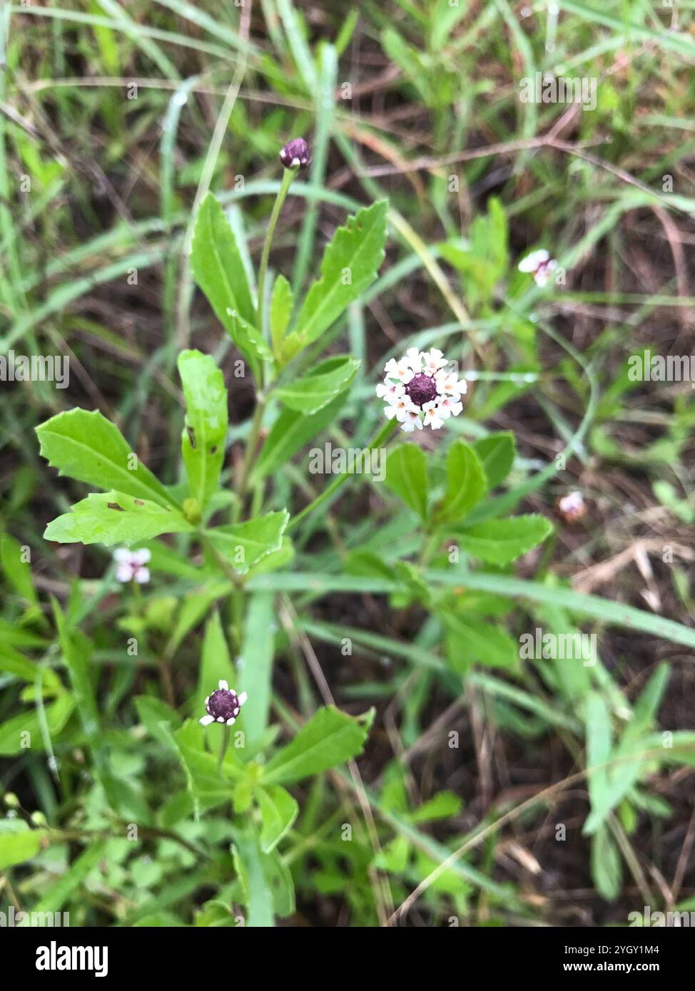 turkey tangle frogfruit (Phyla nodiflora Stock Photo - Alamy