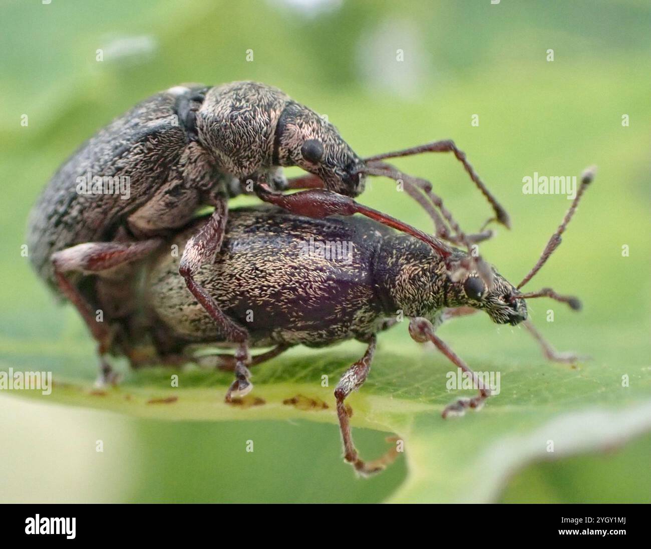 Common Leaf Weevil (Phyllobius pyri Stock Photo - Alamy