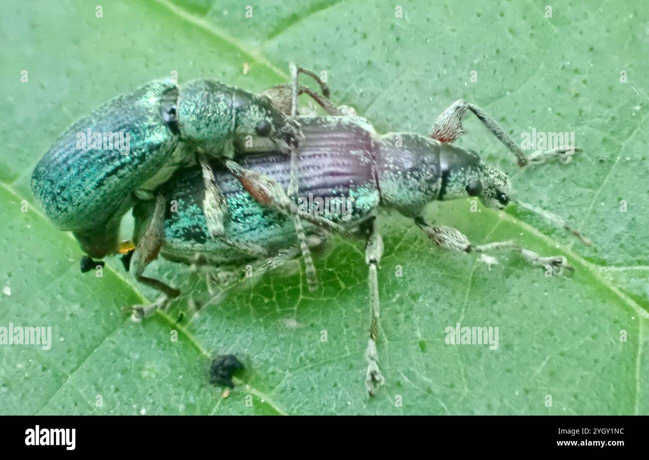Nettle weevil (Phyllobius pomaceus Stock Photo - Alamy