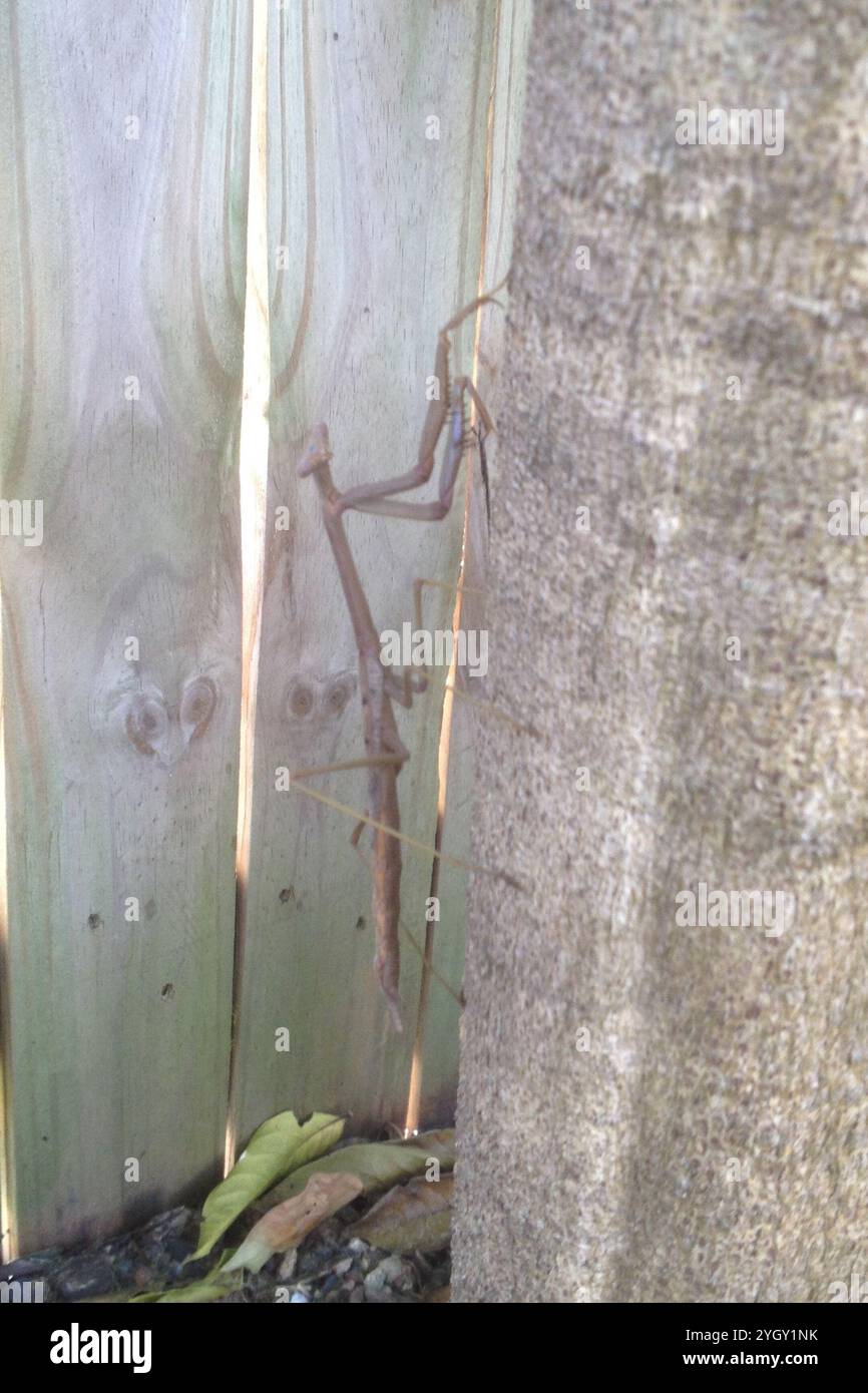 Australian Stick Mantis (Archimantis latistyla Stock Photo - Alamy