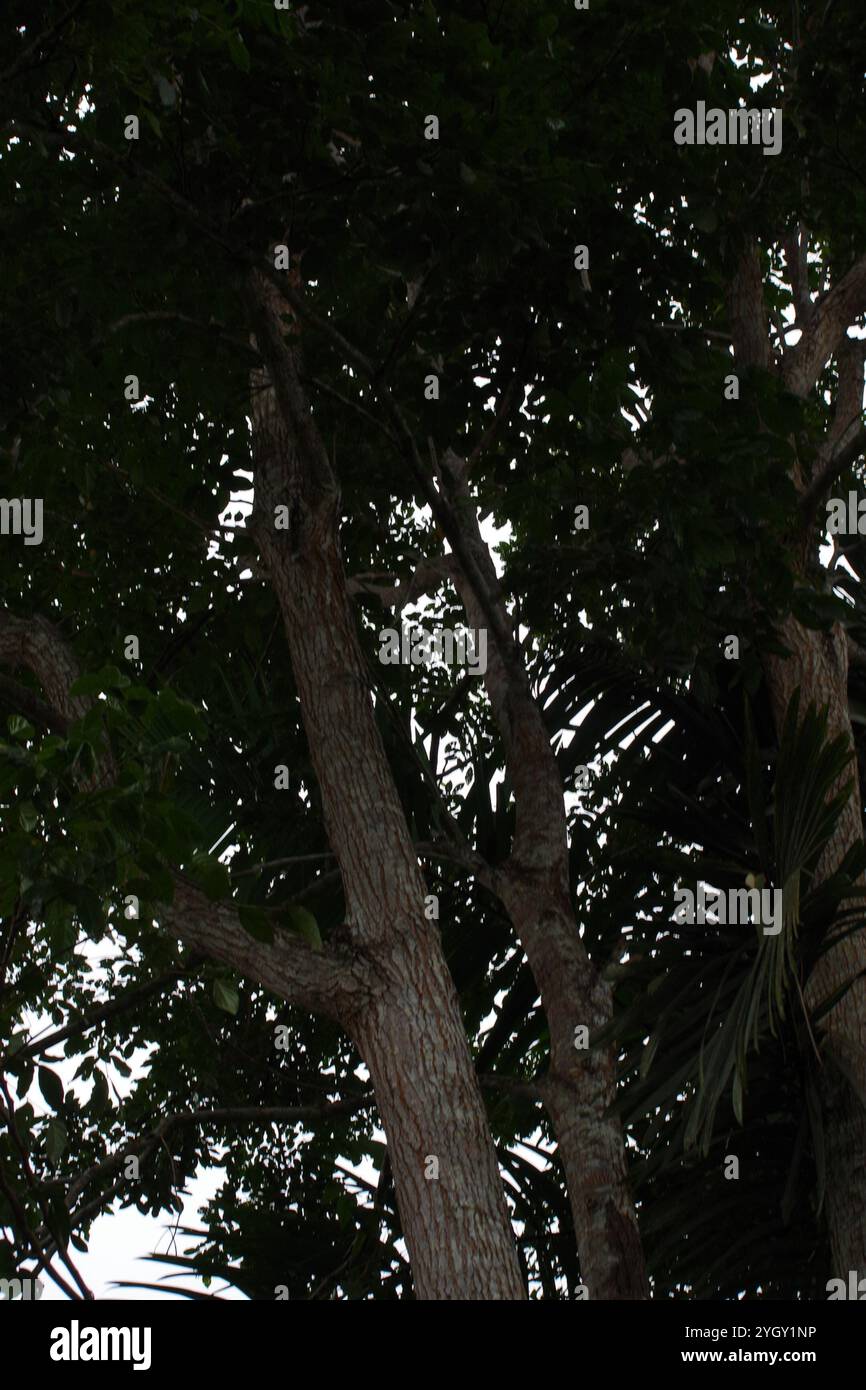 Big-leaf Mahogany (Swietenia macrophylla Stock Photo - Alamy