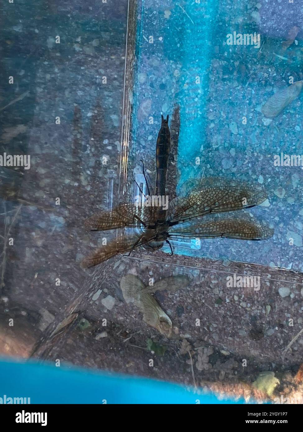 Beaverpond Baskettail (Epitheca canis Stock Photo - Alamy