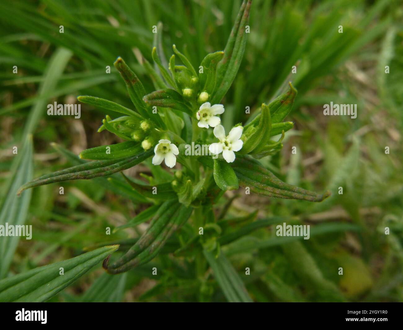 Common Gromwell (Lithospermum officinale Stock Photo - Alamy
