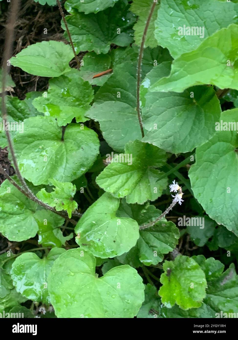 Three-toothed Mitrewort (Ozomelis trifida Stock Photo - Alamy