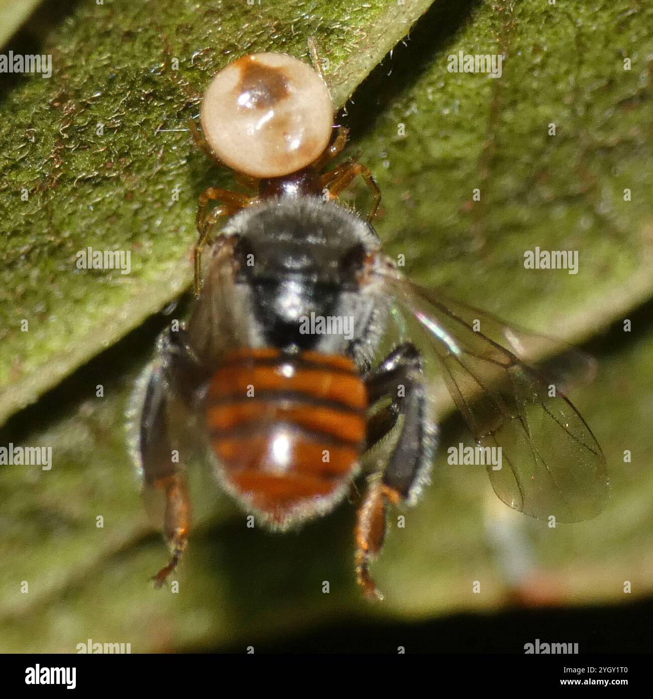 Beetle crab spiders (Mystaria Stock Photo - Alamy