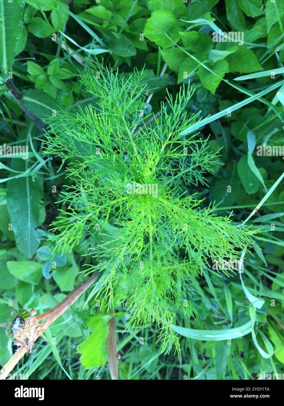 scentless mayweed (Tripleurospermum inodorum Stock Photo - Alamy